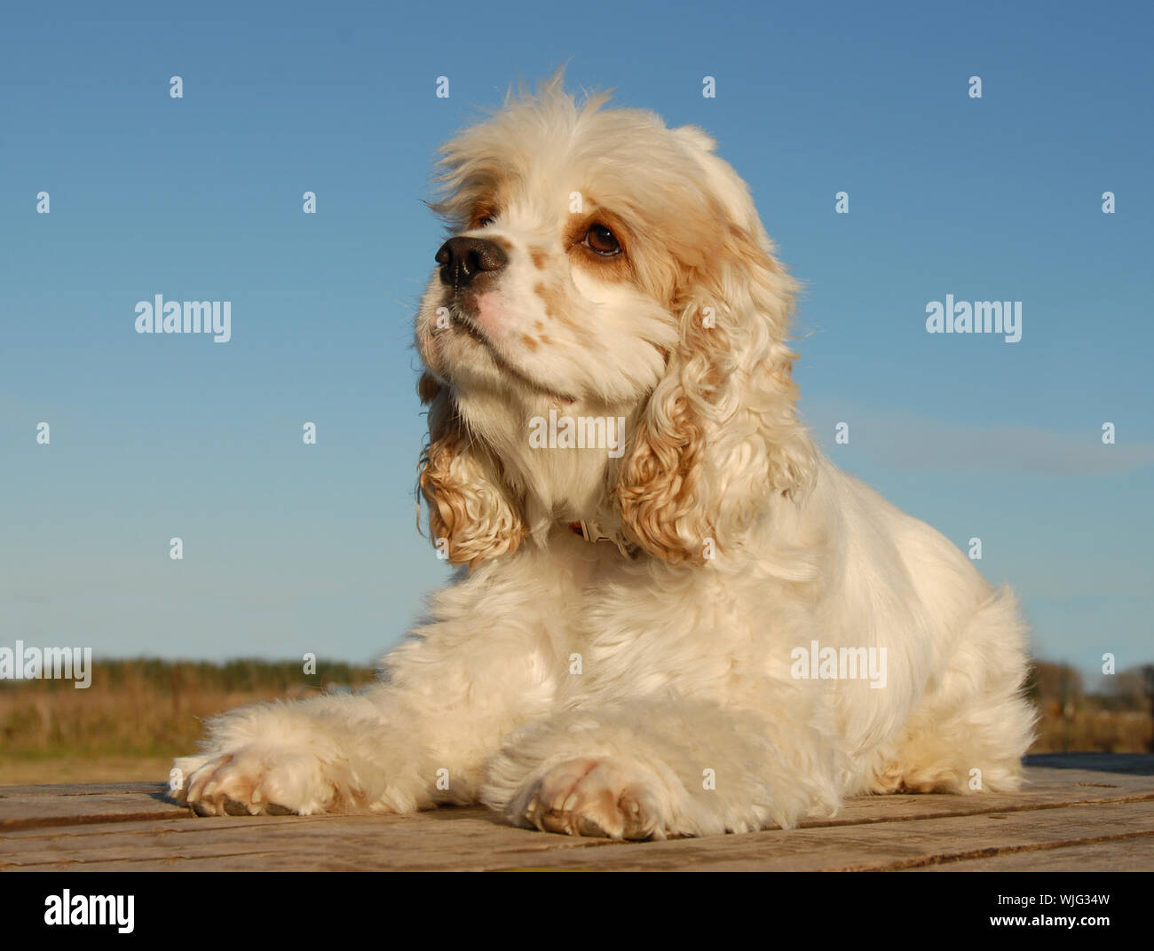 portrait of a purebred cocker spaniel laid down on a blue sky Stock ...