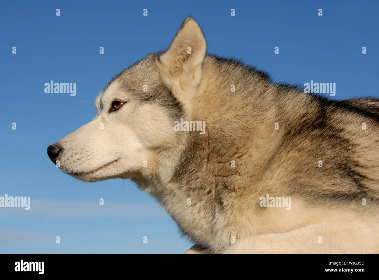 portrait of a beautiful purebred siberian husky Stock Photo - Alamy