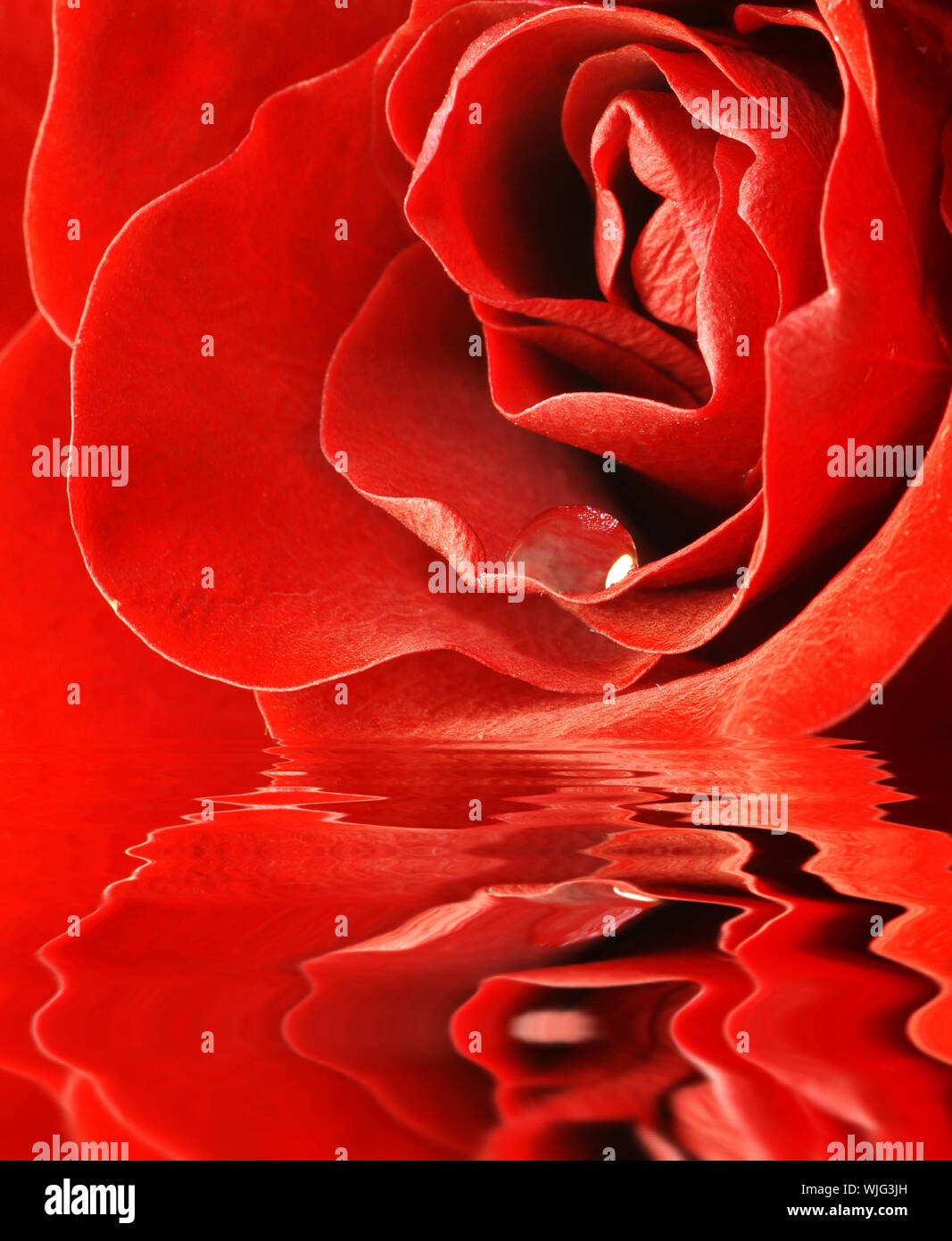 close up shot of red rose with water drop and reflection Stock Photo ...