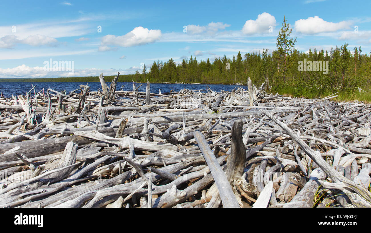 Pile of dead wood on the shore of Lake Stock Photo - Alamy