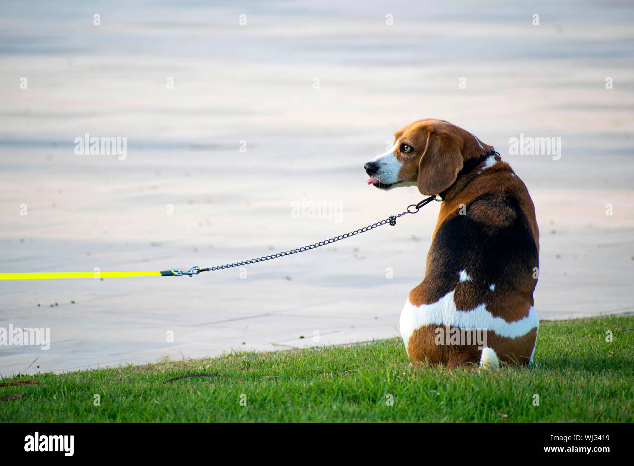 Cute leashed Beagle waits for his owner. Beagle dog seated on park ...