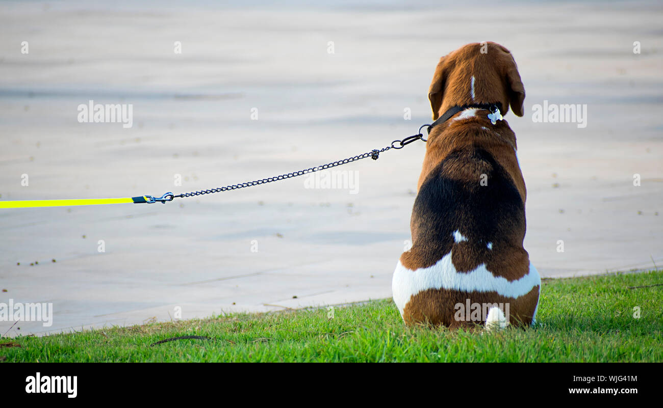 Beagles portraits hi-res stock photography and images - Alamy