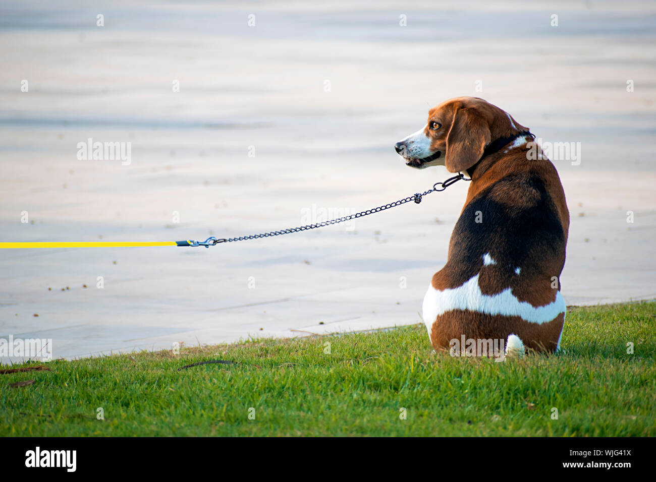 Cute leashed Beagle waits for his owner. Beagle dog seated on park ...