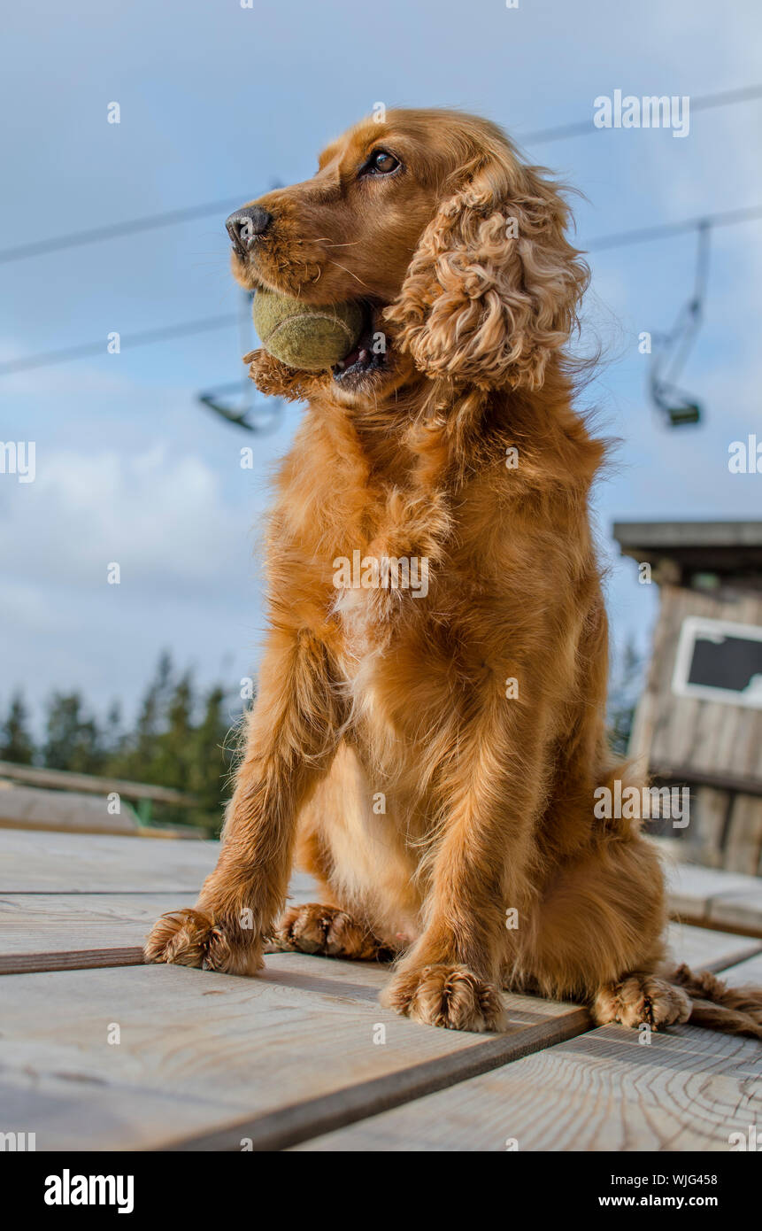 Cocker mouth hi-res stock photography and images - Alamy