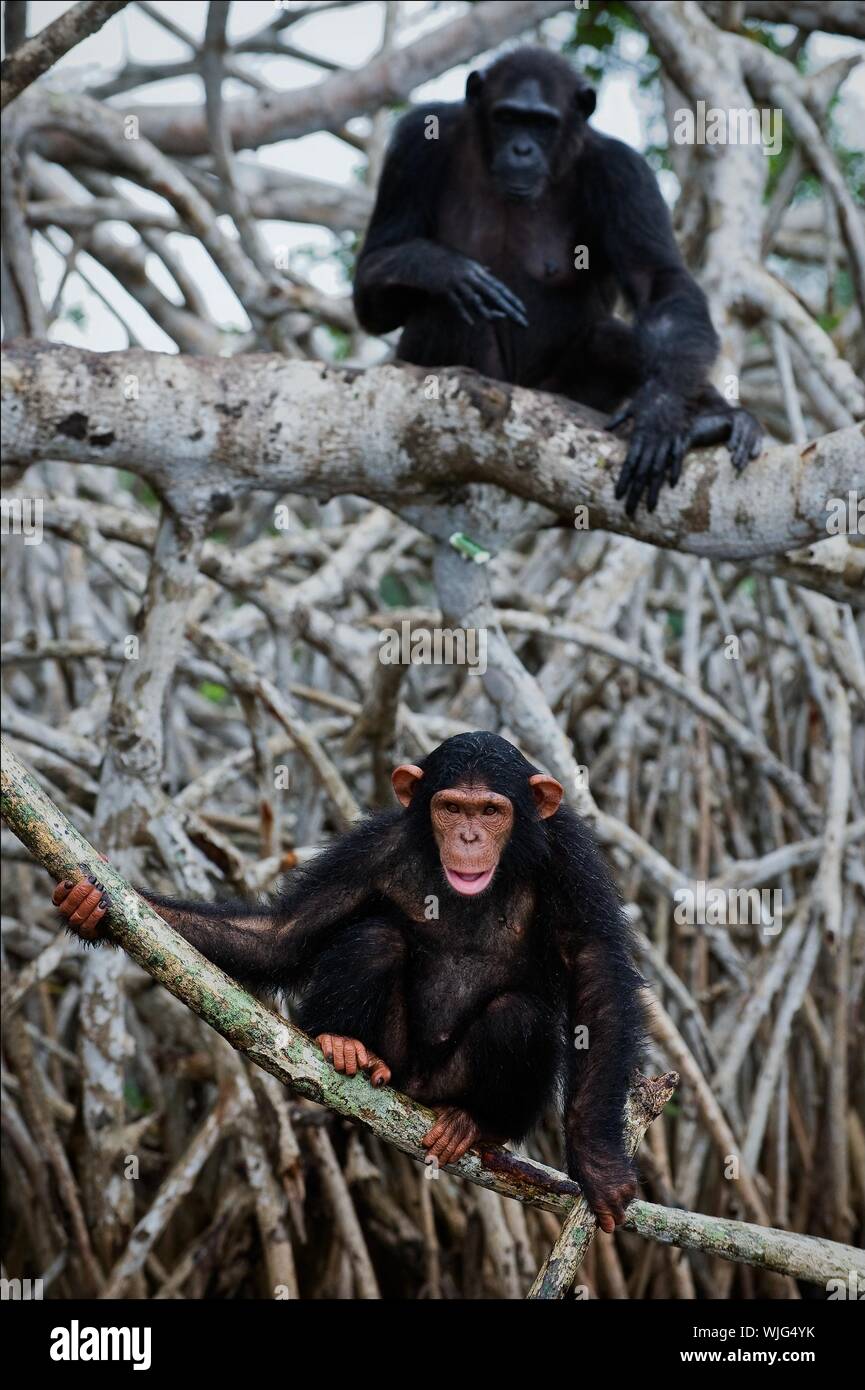 Chimpanzee tree roots hi-res stock photography and images - Alamy