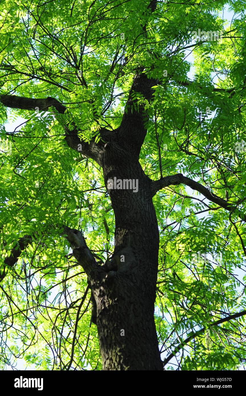 green summer trees in the woods or forest Stock Photo - Alamy