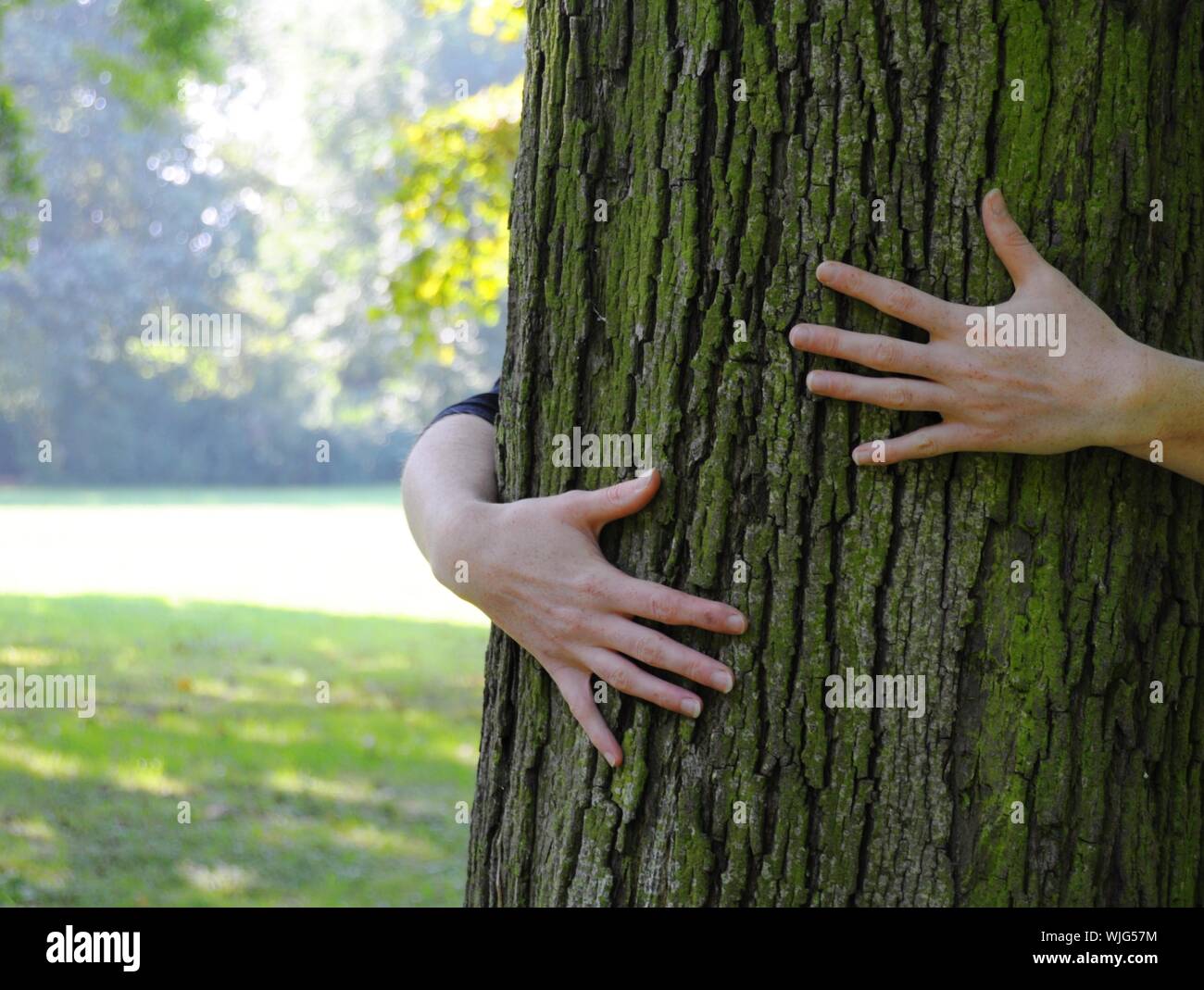 embracing a tree with hands shwing nature ecoecology or environmental ...