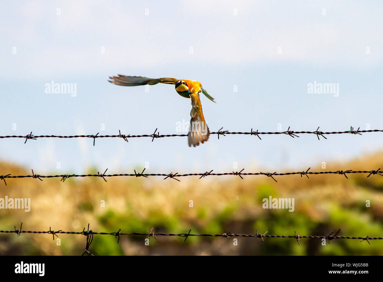 African red bee eater hi-res stock photography and images - Alamy