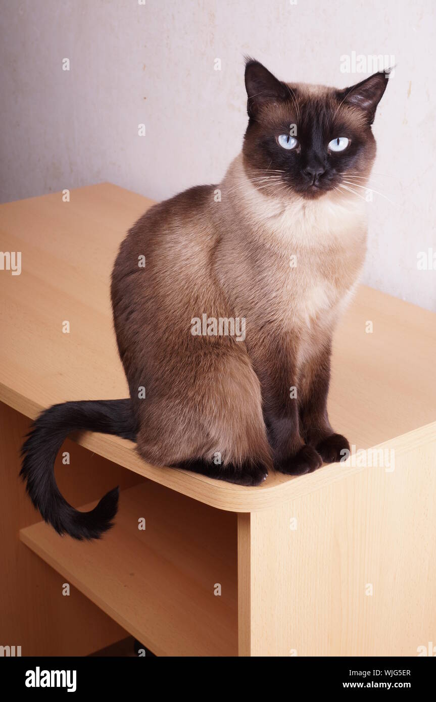 Siamese cat sitting hi-res stock photography and images - Alamy
