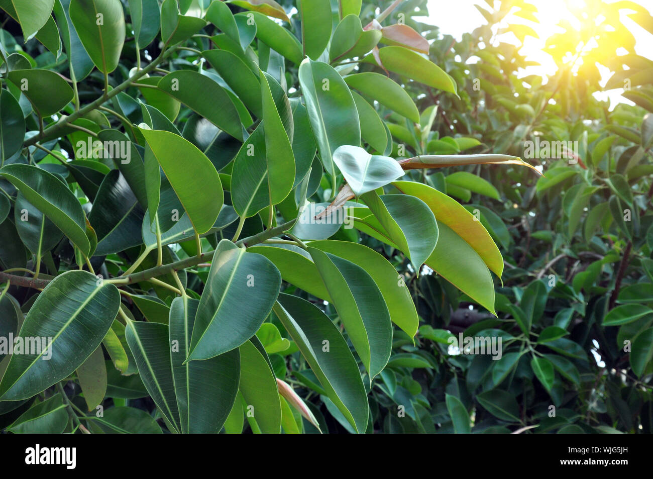 Balete Leaves