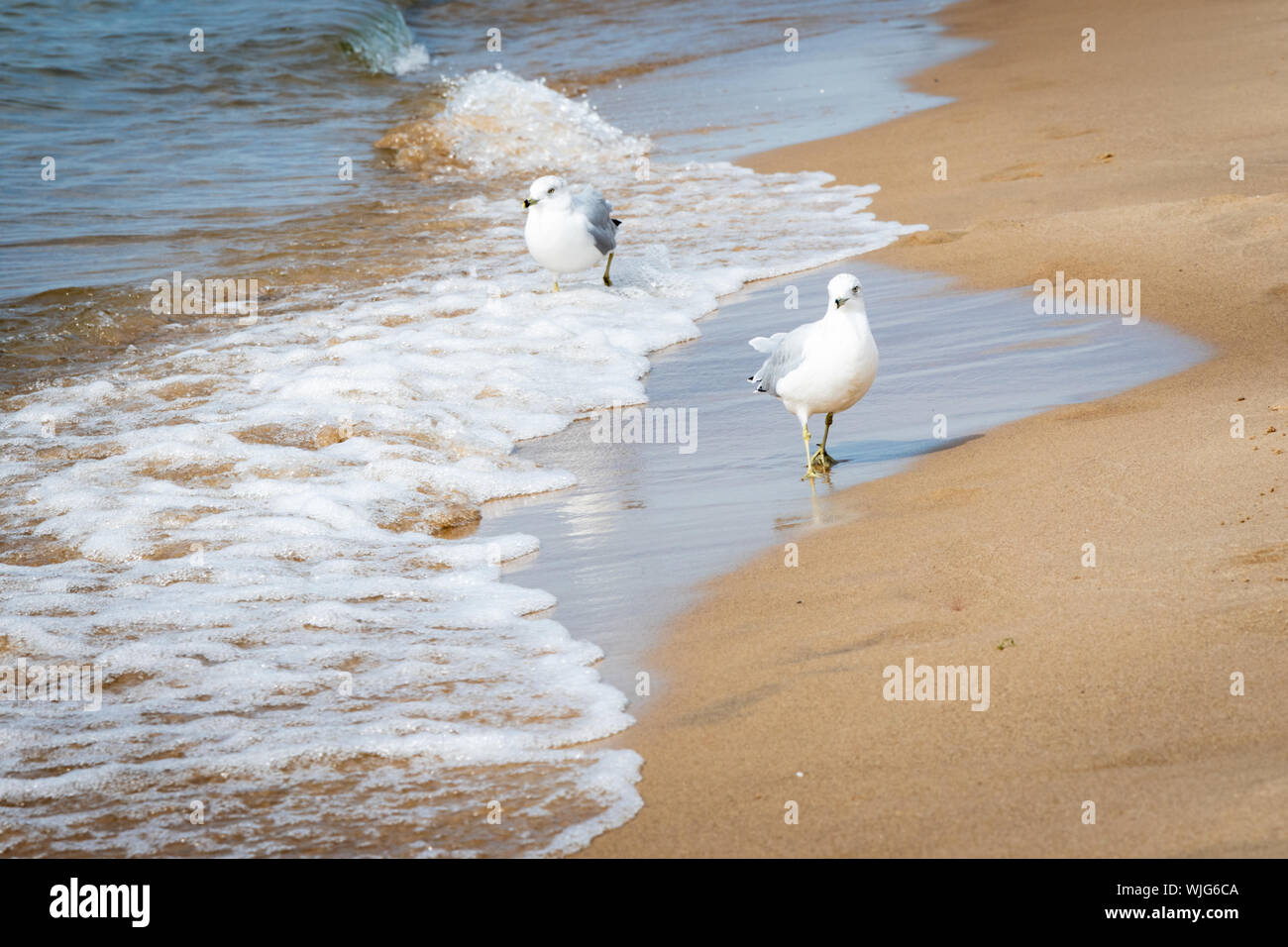 Ring-Billed Gulls, a species of Seagulls, on Oval Beach along Lake ...