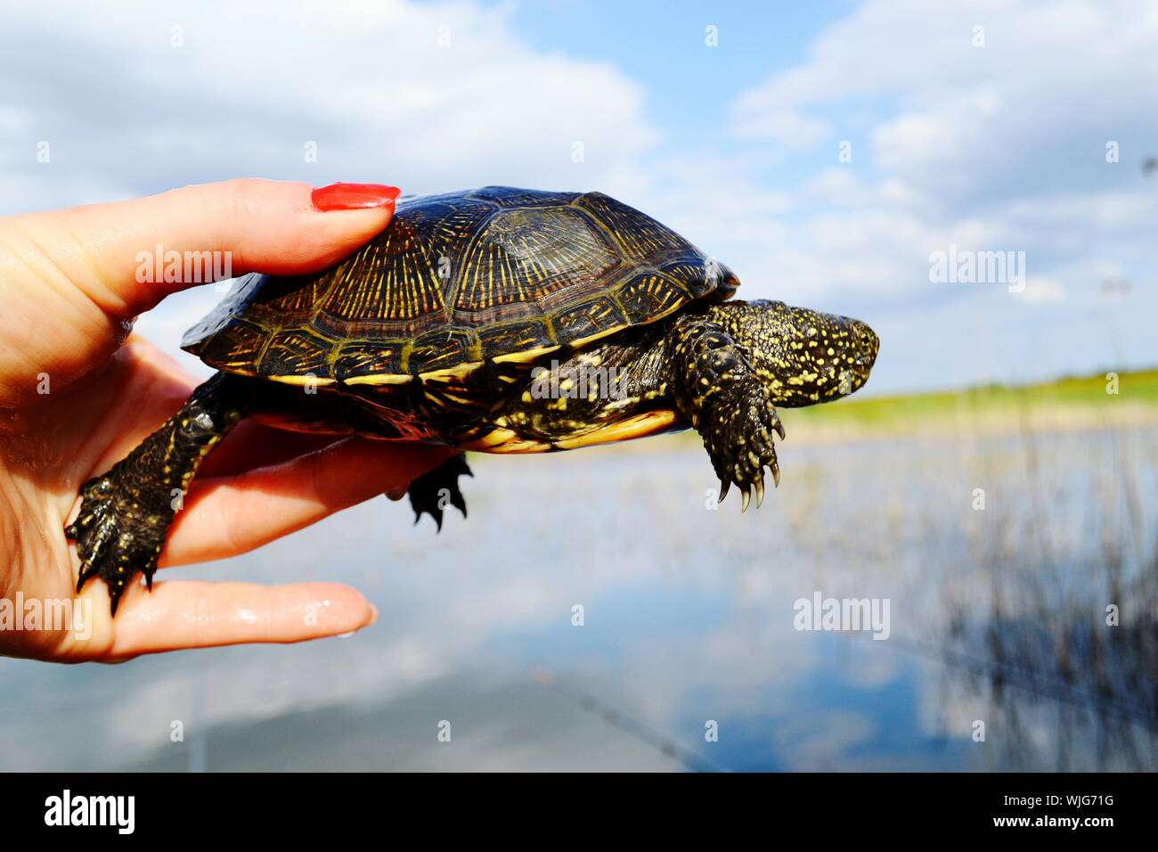 Person holding turtle hi-res stock photography and images - Alamy