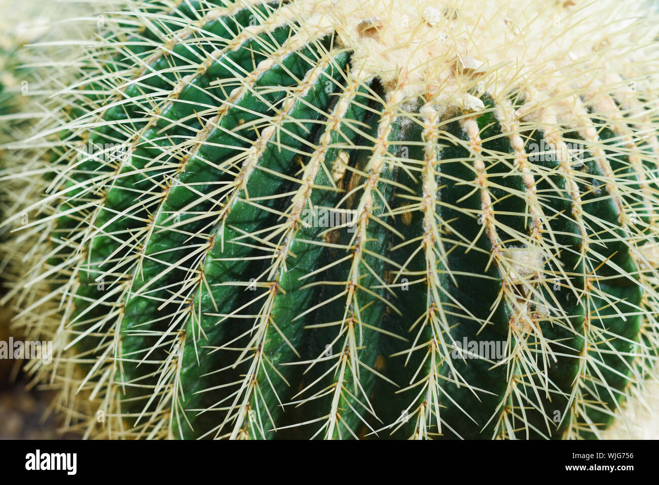 Cactus plant close up, spiky green cactus covered in thorns Stock Photo ...