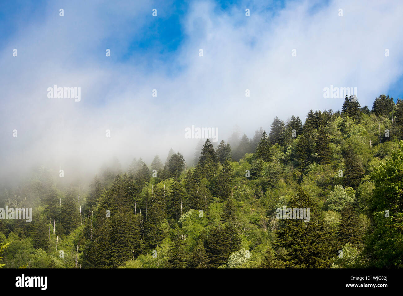 Mist over the Great Smoky Mountains of North Carolina Stock Photo - Alamy