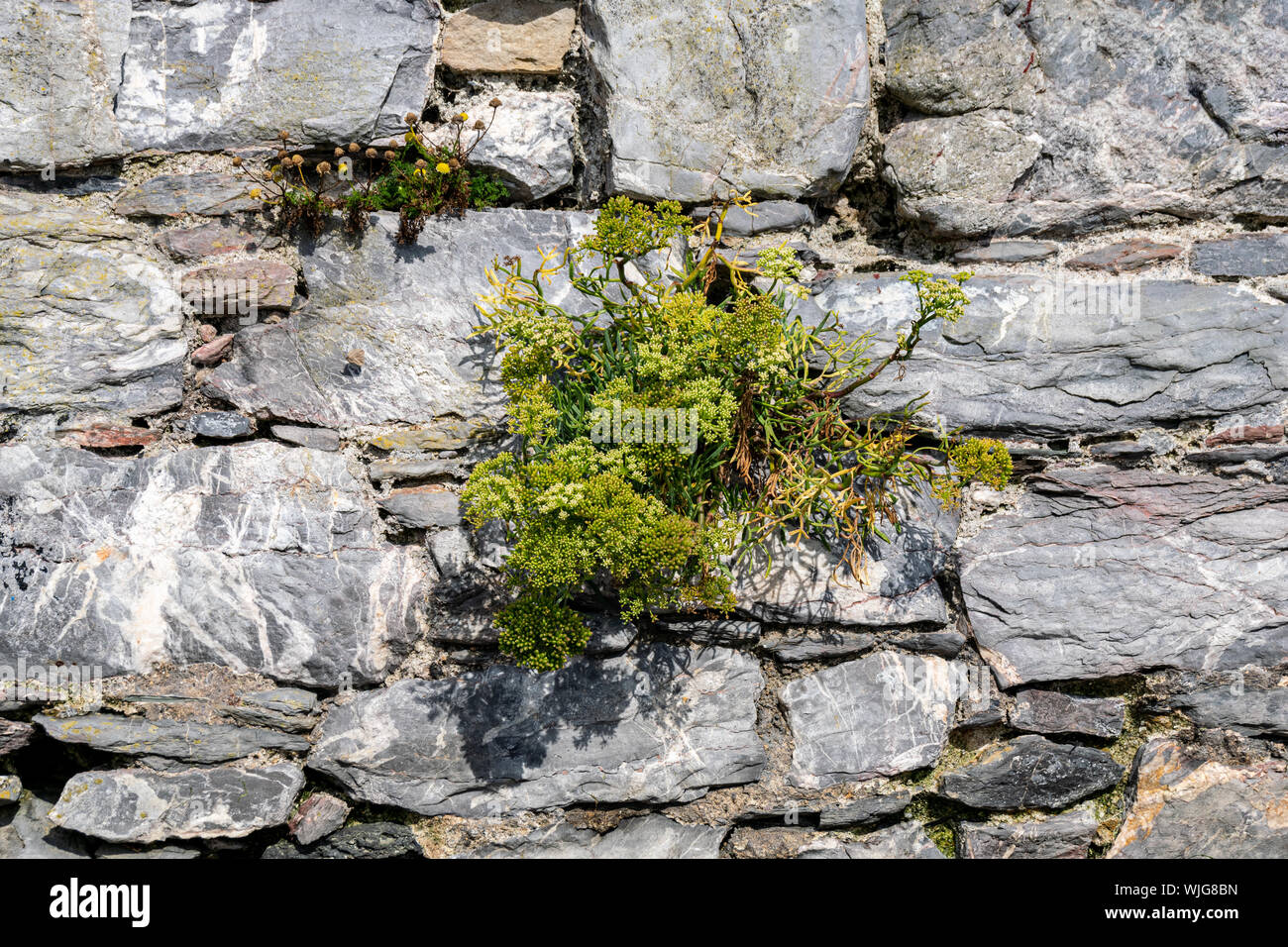 Opportunistic plants growing amongst cracks in rock Stock Photo - Alamy