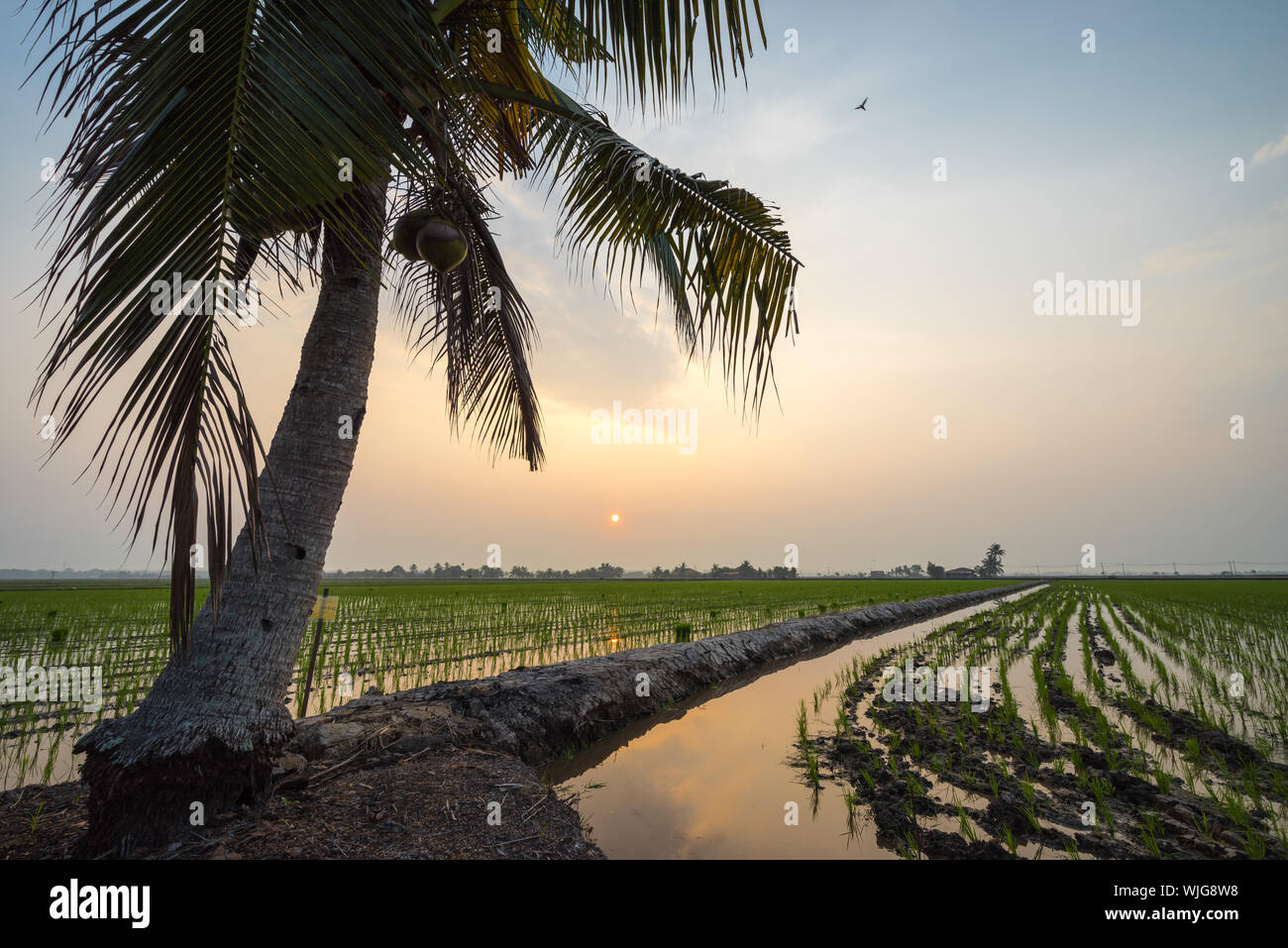 Tree in rice field hi-res stock photography and images - Alamy
