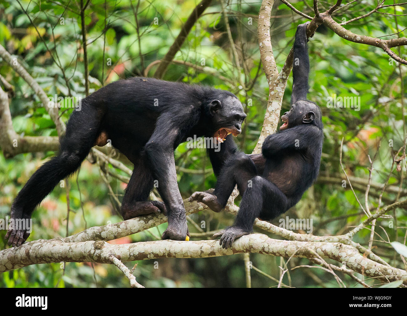 The Swearing and Aggressive Bonobo ( Pan paniscus) . Democratic ...
