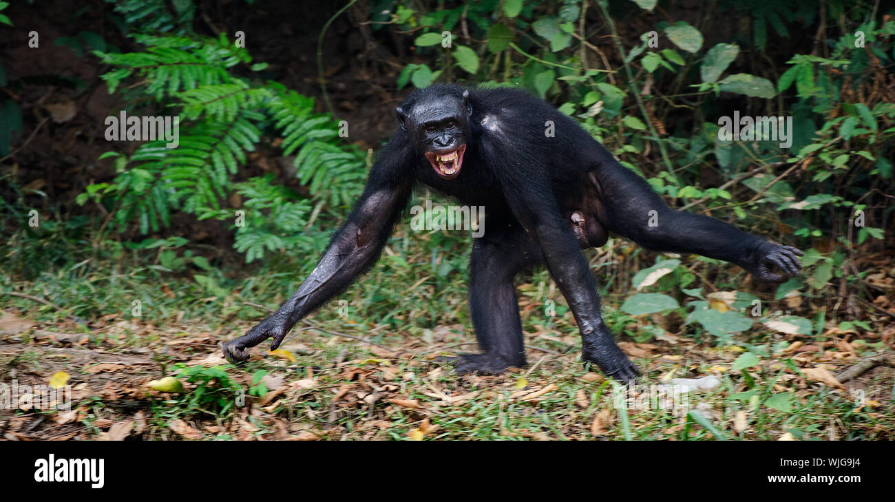 The laughing Bonobo ( Pan paniscus) portrait. At a short distance ...