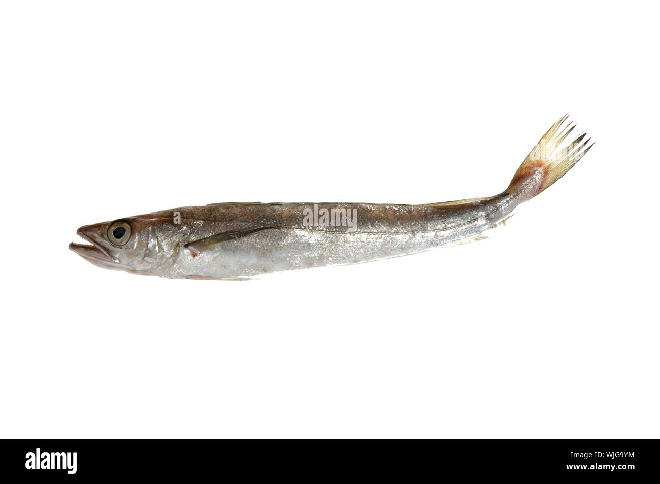 Hake fish catch Cut Out Stock Images & Pictures - Alamy