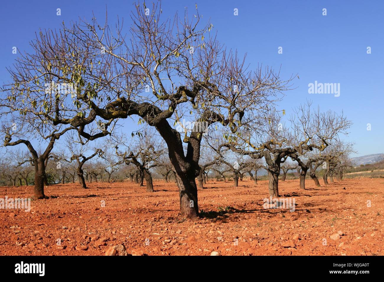 Rainfed agriculture in Spain, Peach tree field in red soil Stock Photo ...
