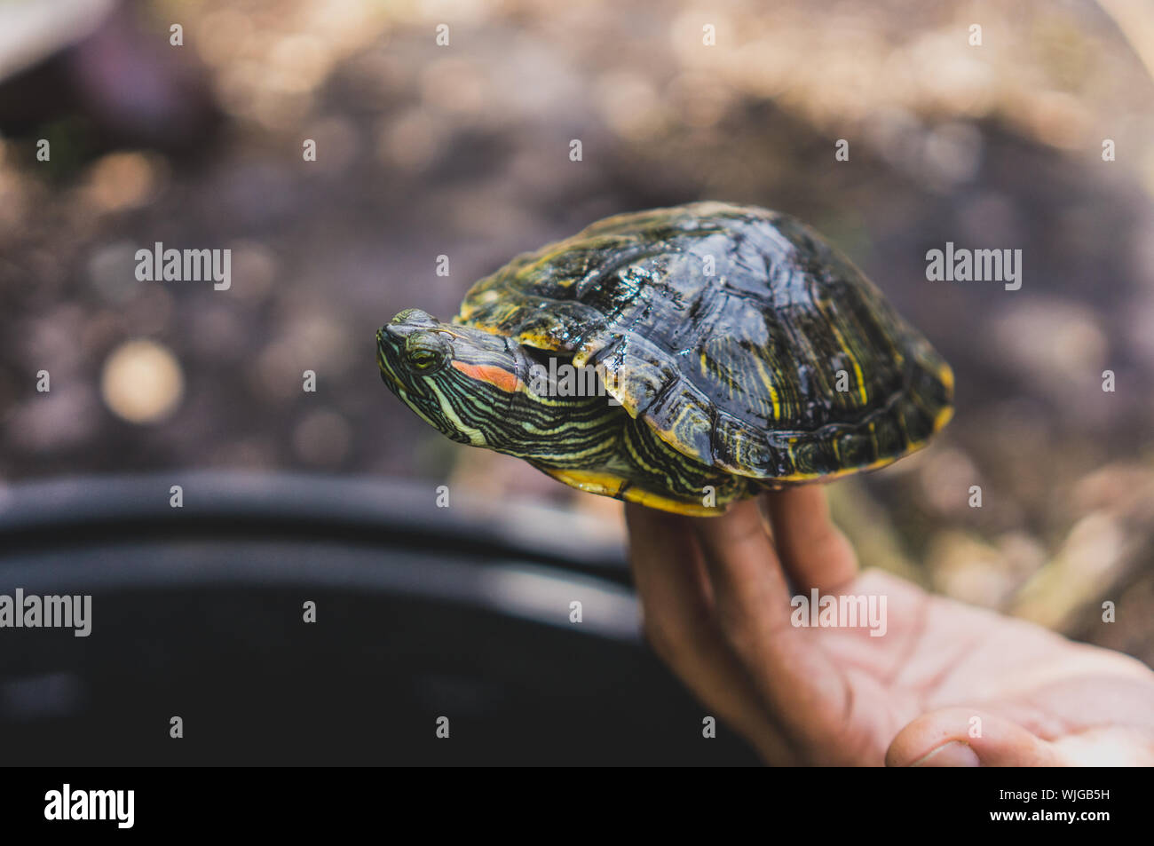 Person holding turtle hi-res stock photography and images - Alamy