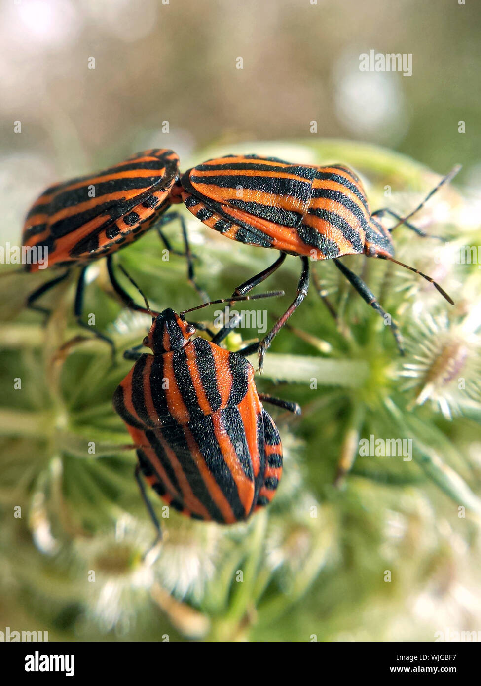 Green Shield Bug Mating High Resolution Stock Photography and Images ...