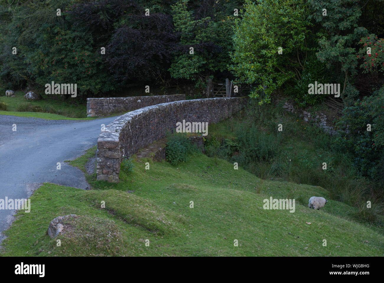Dartmoor bridge sheep hi-res stock photography and images - Alamy
