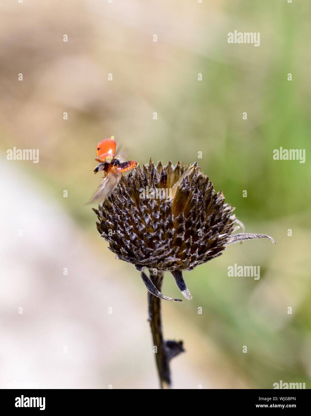 Flying ladybug close up hi-res stock photography and images - Alamy