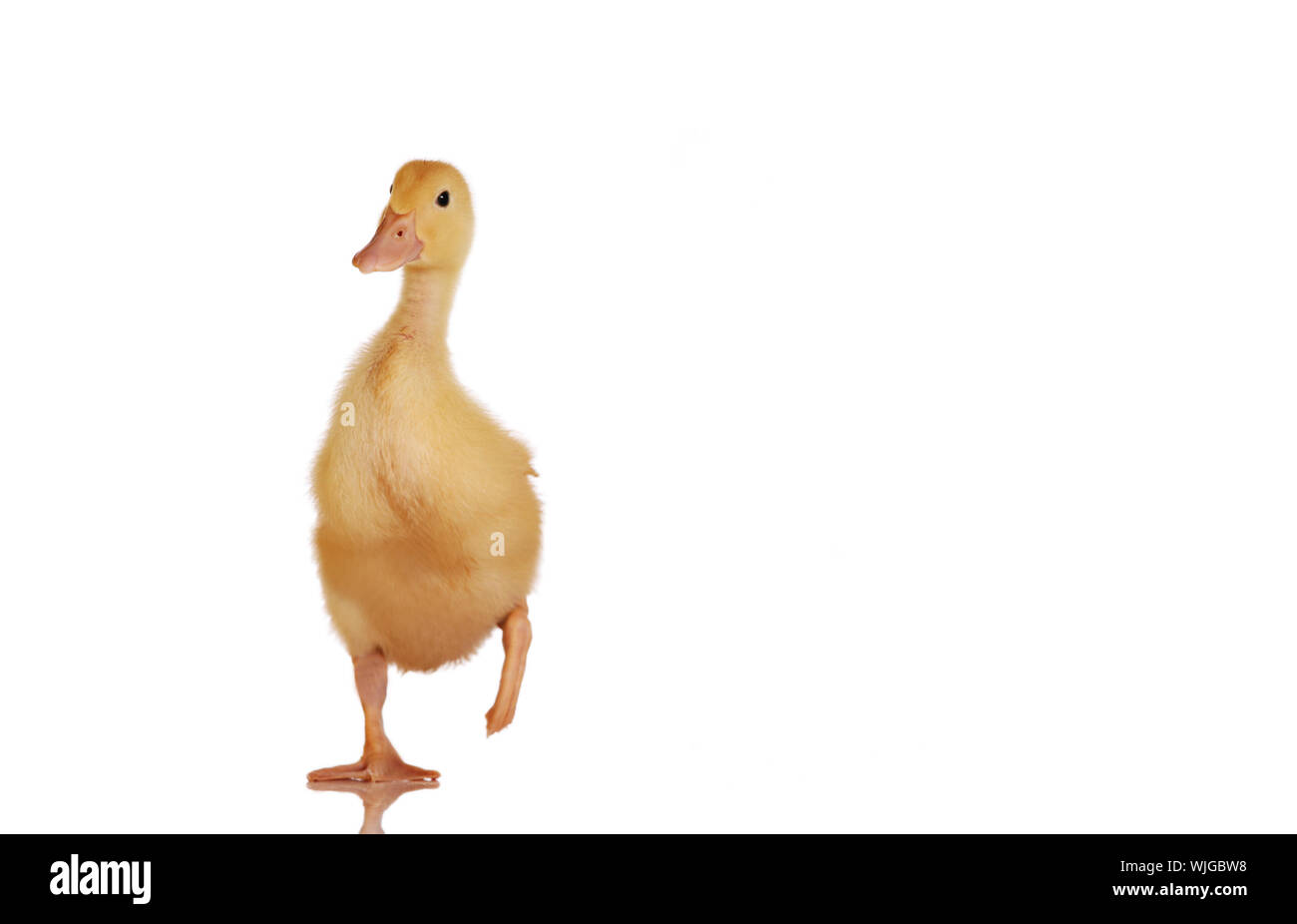 One young yellow duckling standing, isolated on white Stock Photo - Alamy