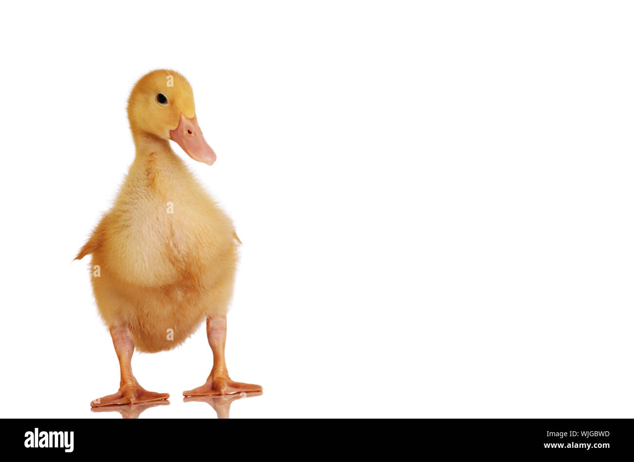 One young yellow duckling standing, isolated on white Stock Photo - Alamy