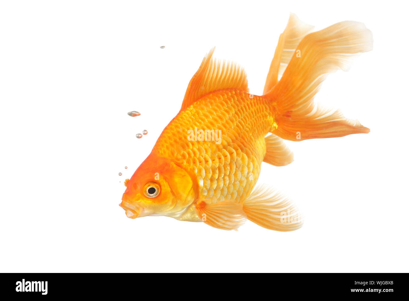 Beautiful fantail goldfish isolated in studio shot Stock Photo - Alamy