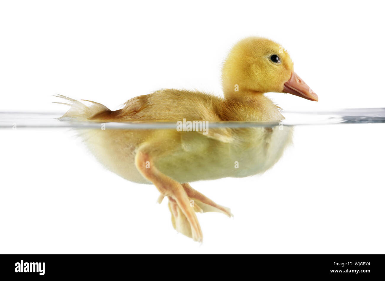 Yellow Duckling Swimming High Resolution Stock Photography and Images ...