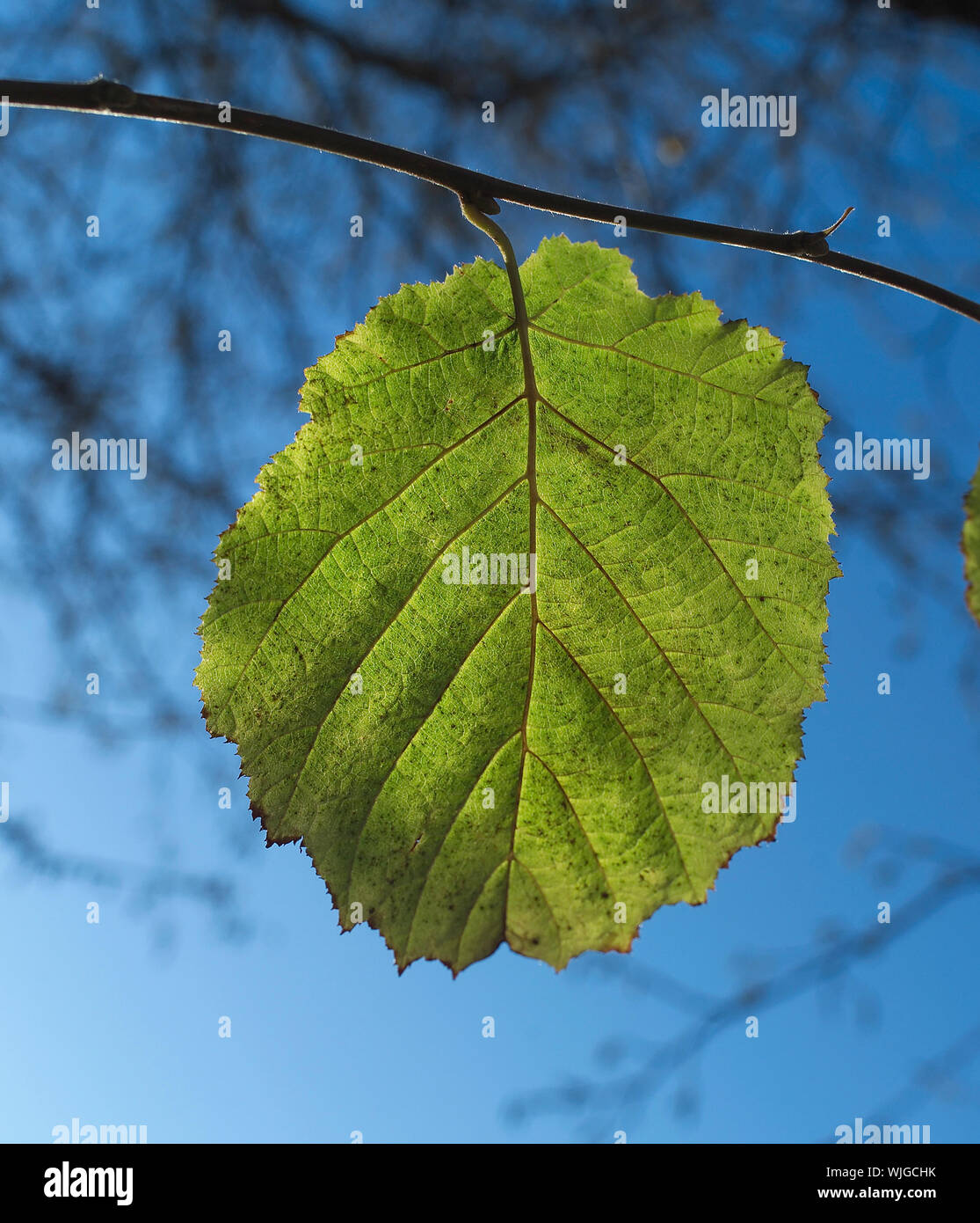 Blye background hi-res stock photography and images - Alamy