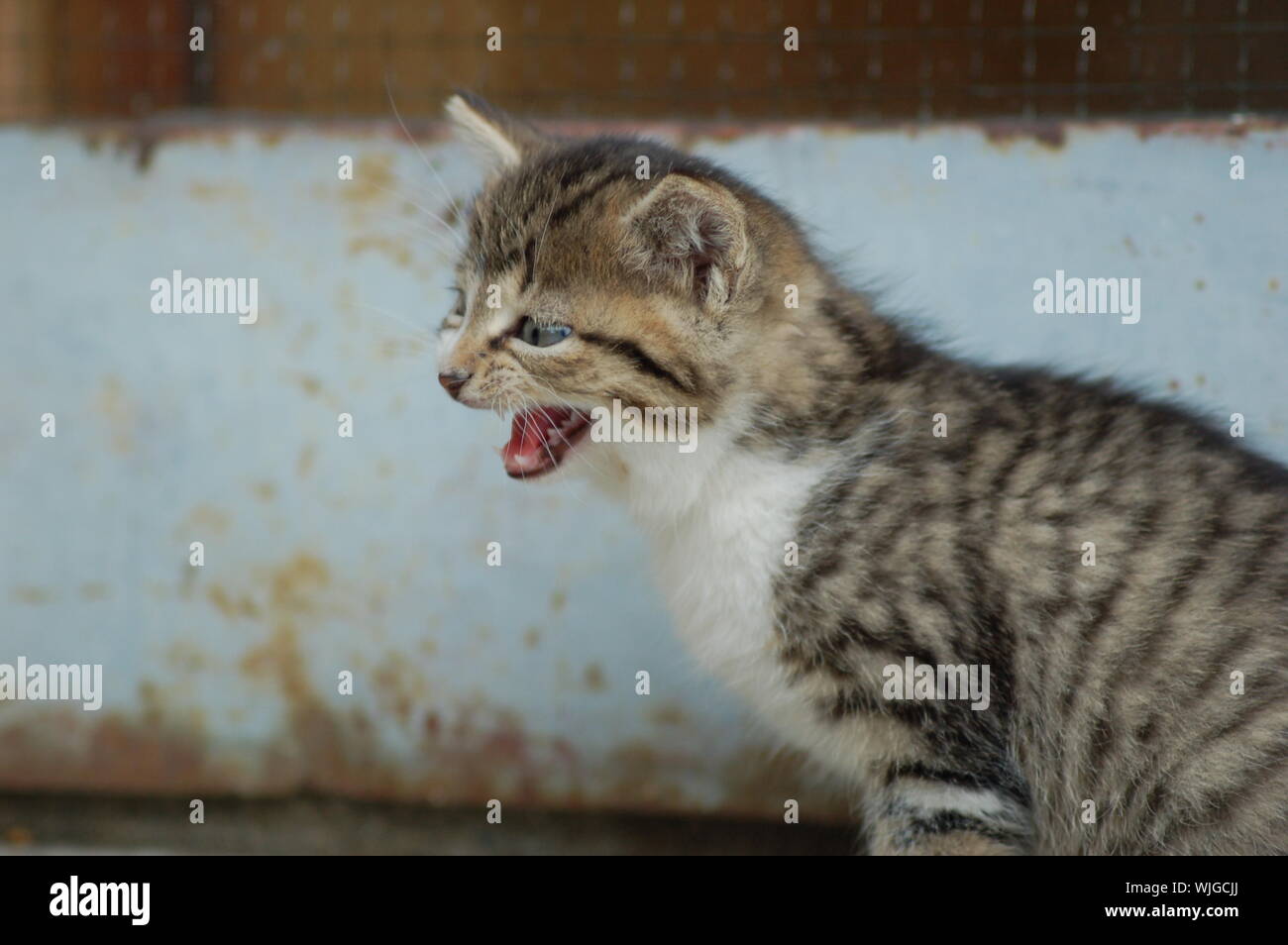Mewing High Resolution Stock Photography and Images - Alamy