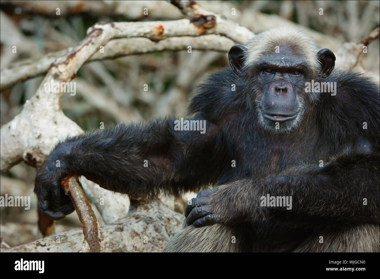 Portrait of the adult male of a chimpanzee at a short distance Stock ...