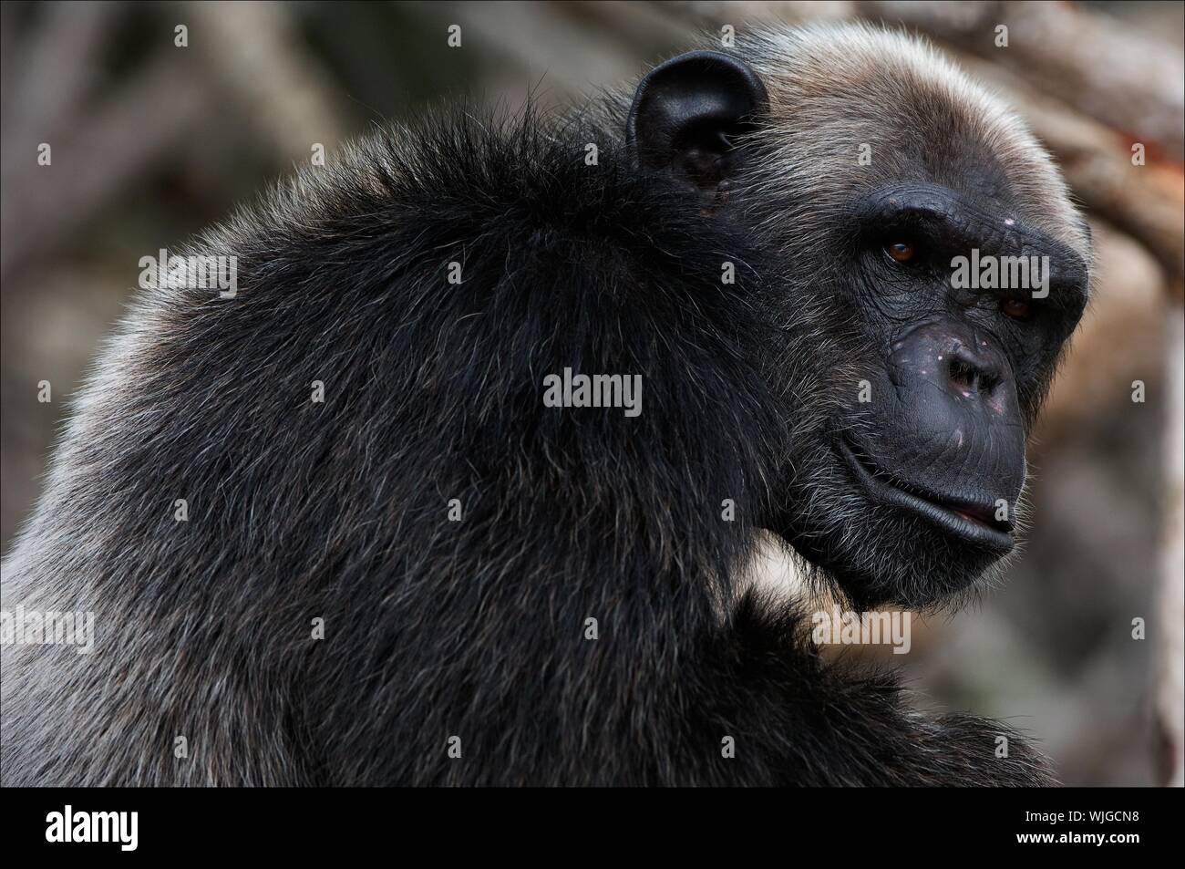 Portrait of the adult male of a chimpanzee at a short distance Stock ...