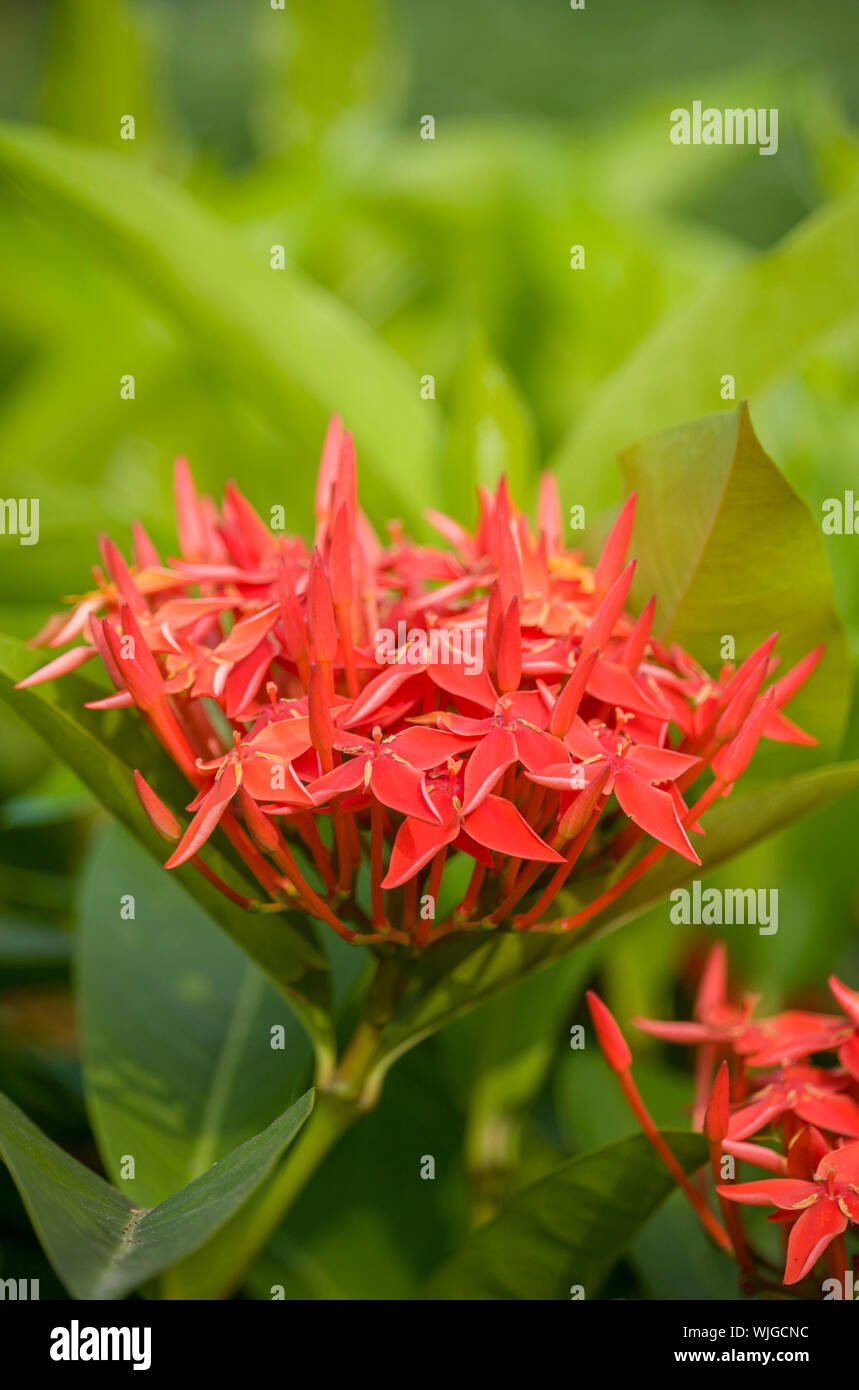 Red ixora hi-res stock photography and images - Alamy