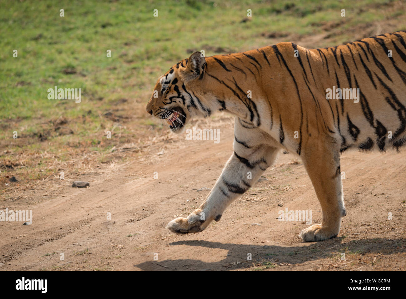 Tiger On The Road High Resolution Stock Photography and Images - Alamy