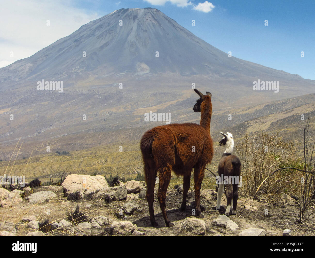 Llama cria hi-res stock photography and images - Alamy