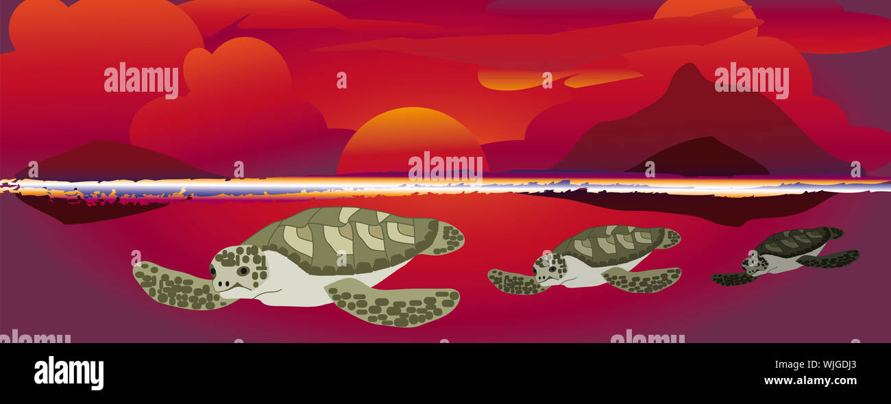 three sea turtles swimming at a colorful sunset Stock Photo - Alamy