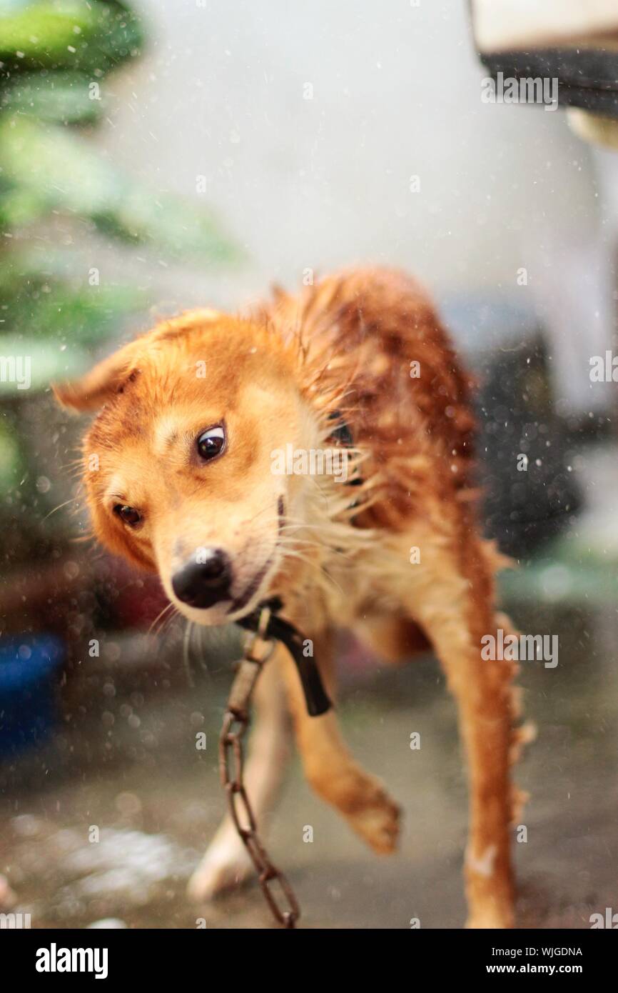 Wet dog shaking off hi-res stock photography and images - Alamy