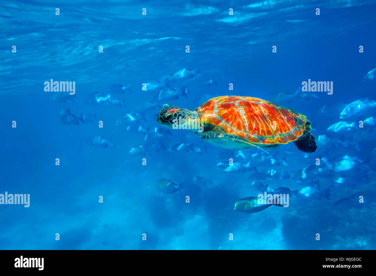 Hawksbill Sea Turtle in blue ocean at Similan Islands Stock Photo - Alamy