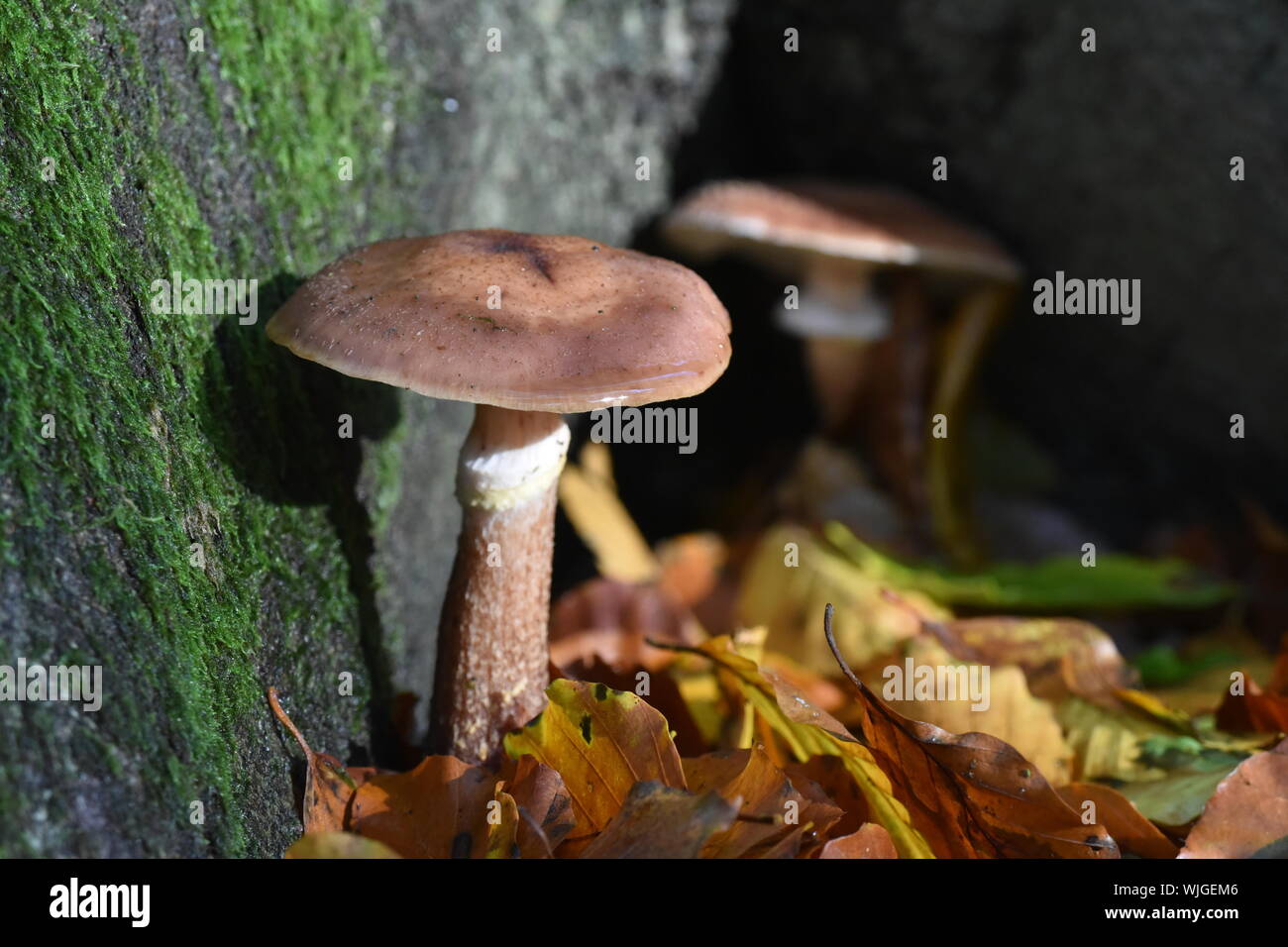 Fungus Growing On Rocks High Resolution Stock Photography and Images ...