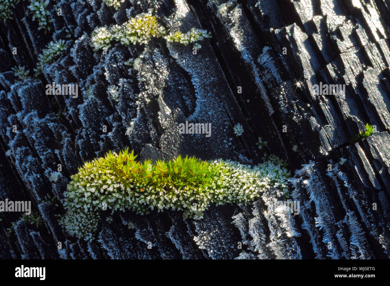 Frozen bark of a tree in hoarfrost covered with moss texture. Dark ...
