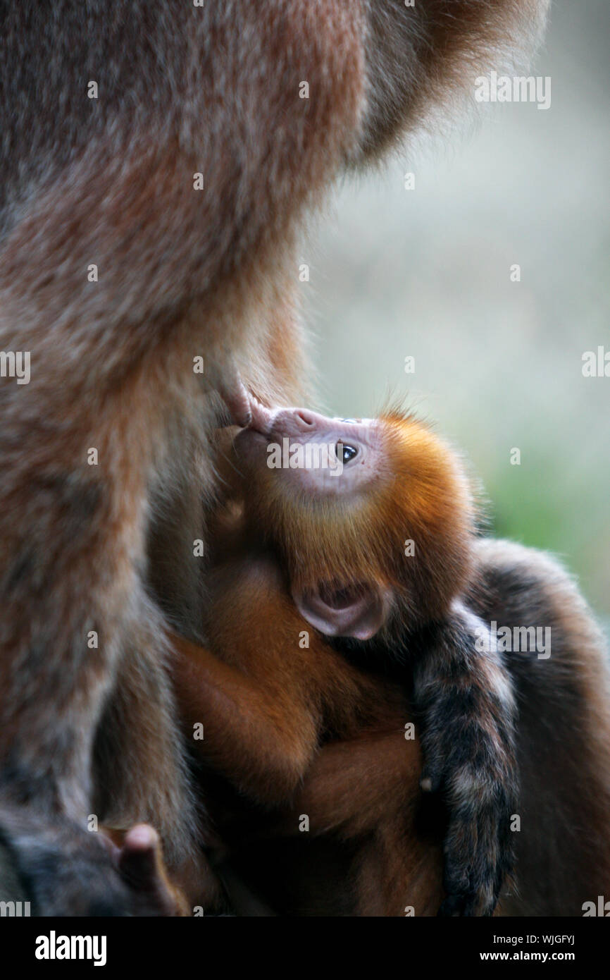 Monkey sucking hi-res stock photography and images - Alamy