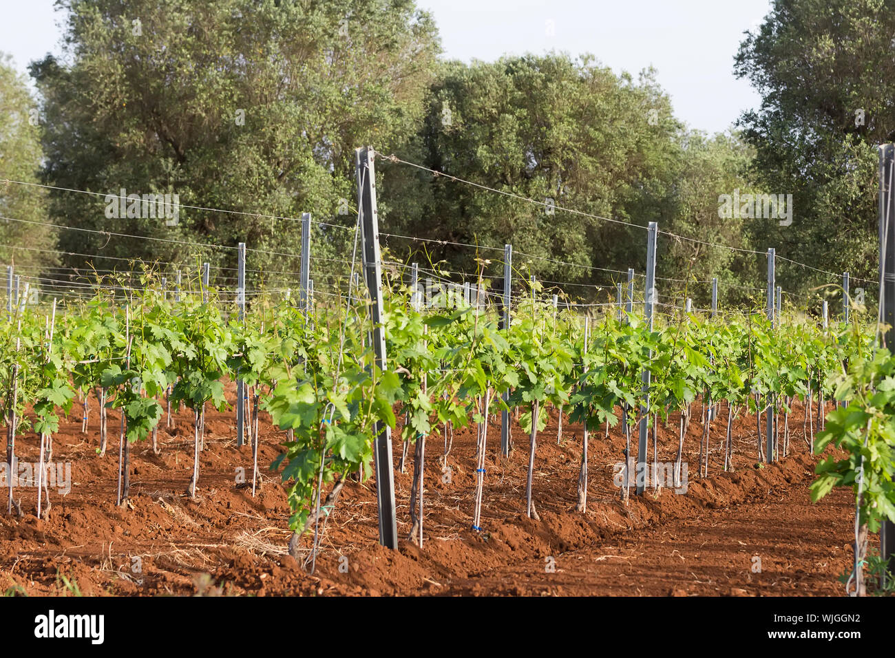 Primitivo di manduria hi-res stock photography and images - Alamy