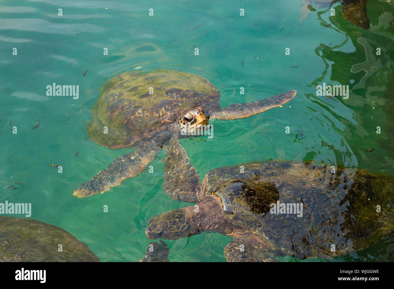 Green Sea Turtles Shell High Resolution Stock Photography and Images ...