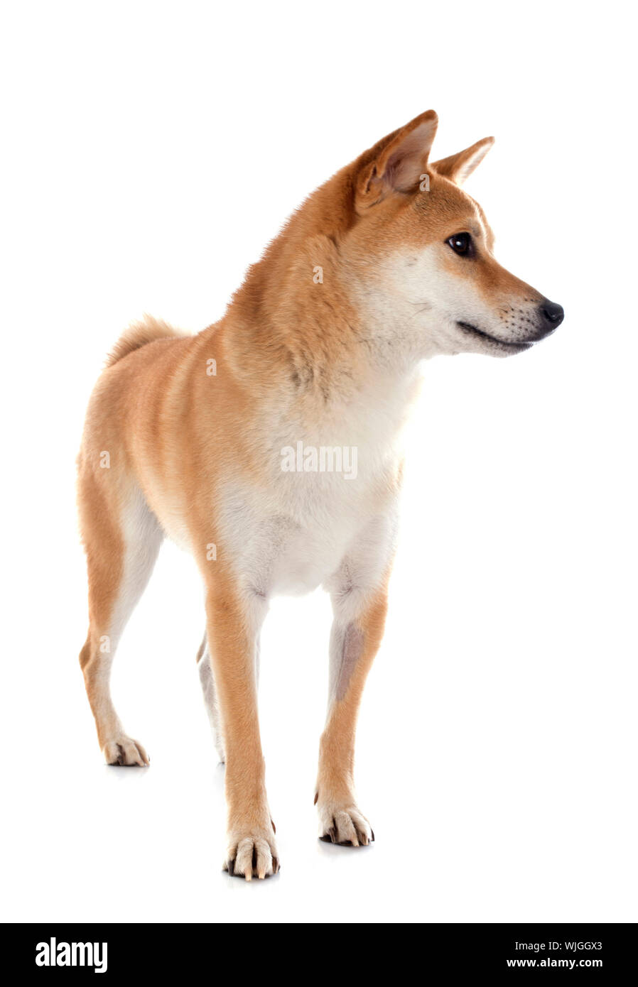 shiba inu in front of white background Stock Photo - Alamy