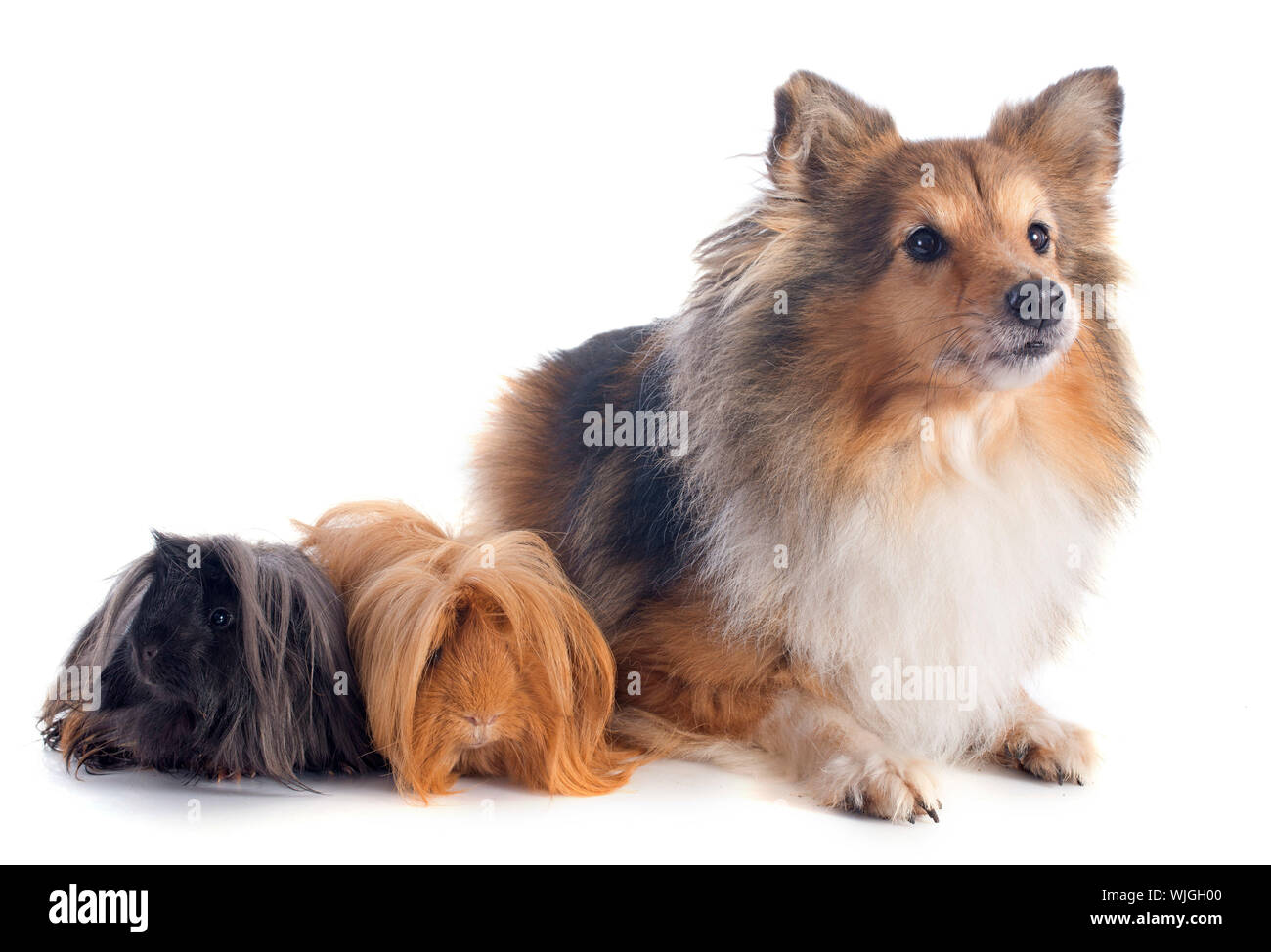 Peruvian Guinea Pig and shetland sheepdog in front of white background ...