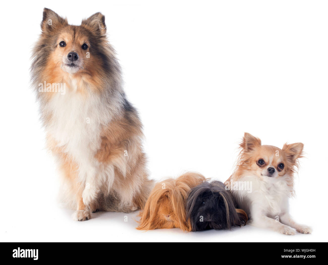 Peruvian Guinea Pig, chihuahua and shetland sheepdog in front of white ...